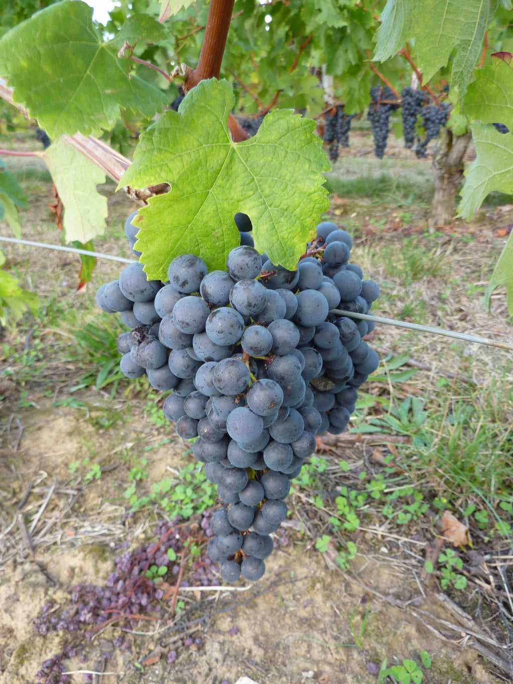 Article by David Edgerly on his blog Levantine Musings where he shares ...